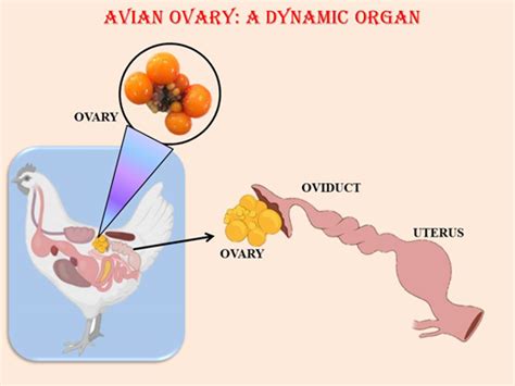 Bird Reproductive System Image Of Birds Egg In Female Reproductive