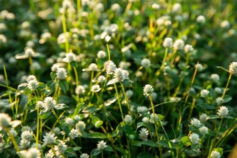 Premium Photo Beautiful White Grass