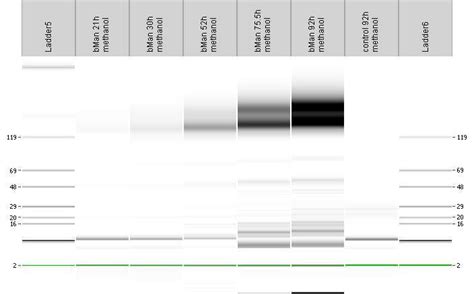 Electropherograms A And Virtual Gels B Of Heterologously Expressed