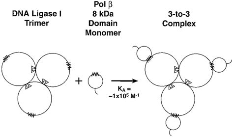 Scheme 2 Diagram Illustrating Dna Ligase I Trimer Interaction With The Download Scientific