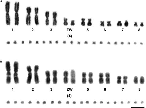Frontiers Partial Amniote Sex Chromosomal Linkage Homologies Shared