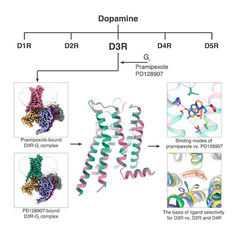 Dopamine Receptor Structure