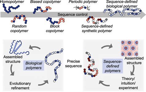 Polymer Definition Biology At Gayla Wilson Blog