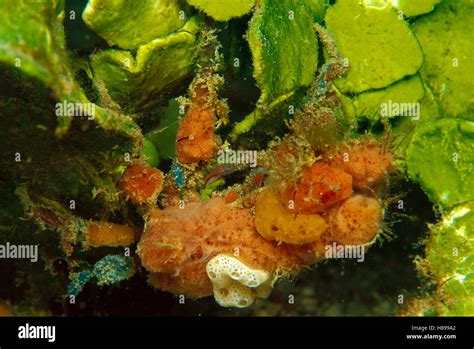 Spider Crab Majidae Covered In Sponges On Halimeda Algae Halimeda Macroloba 60 Feet Deep