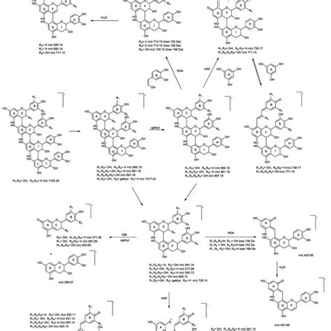 Scheme 1 Fragmentation Pathways Of Proanthocyanidin Dimers Trimers Download Scientific