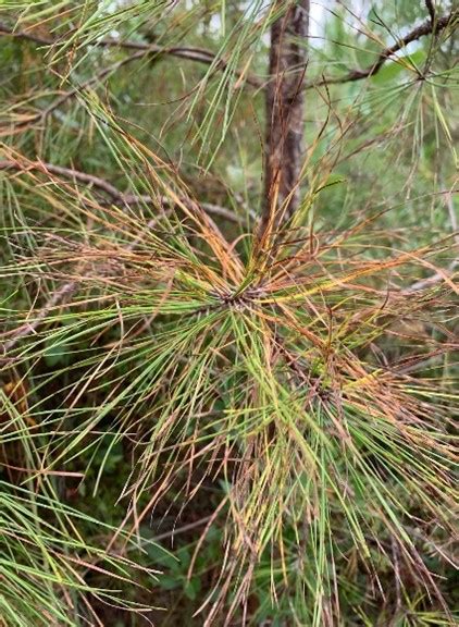 Brown Spot Needle Blight Affecting Pine Trees