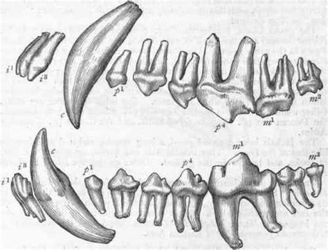 Section Iii Digitigrada Part 3 Part 2