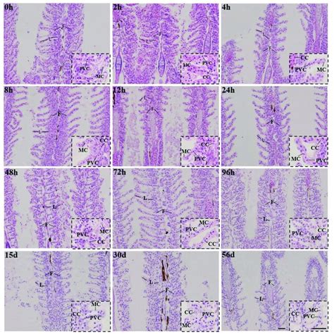 Histological Structure Of Gill Tissue Of Silver Carps Exposed At 6 Ppt