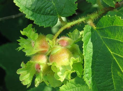 Corylus Americana Winter Hazel Plantmaster