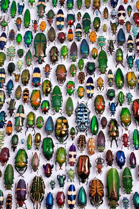 Beetle Collection At Karlsruhe Museum Of Natural History Colorful