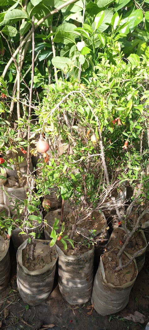 Hybrid White Anar Plant For Sale Pomegranate Variety ہائبرڈ سفید انار کا پودا Karachi