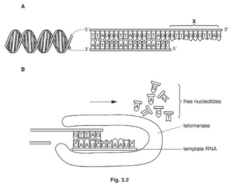 Telomeres Are Repeating Sequences Of Bases Located At The Ends Of Dna Mol
