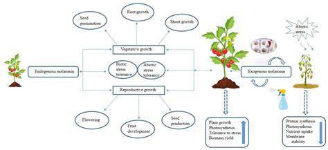 Impact Of Exogenous Melatonin Application On Photosynthetic Machinery