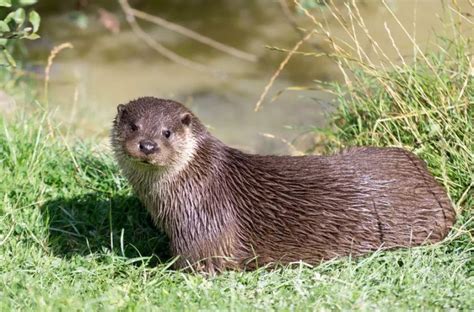 Odder På Fyn Mere Almindeligt Netnatur