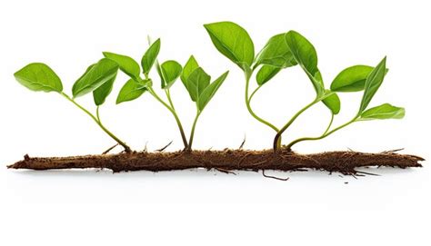 Premium Ai Image Leaf Stem Root Elevation Side View