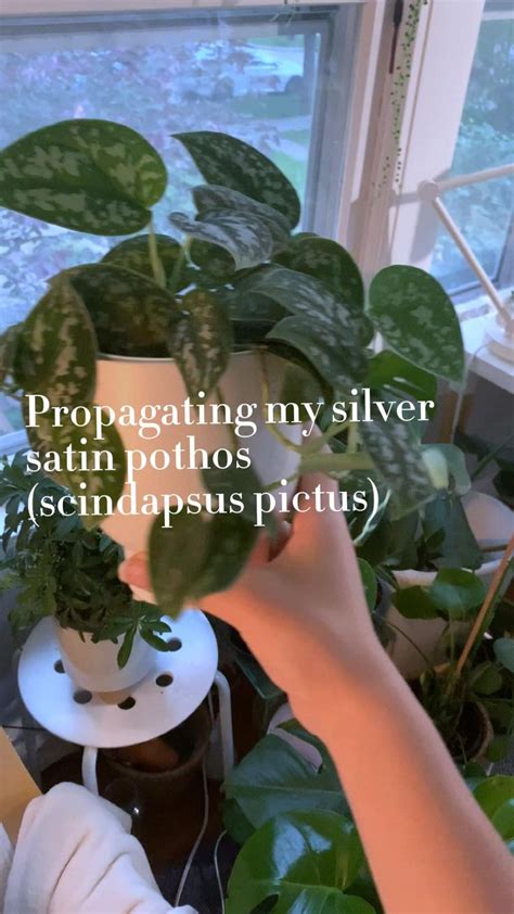 Propagating My Scindapsus Pictus Silver Satin Pothos In 2025 Indoor