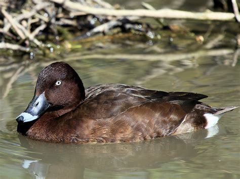 Diving Duck Identification Wwt Slimbridge