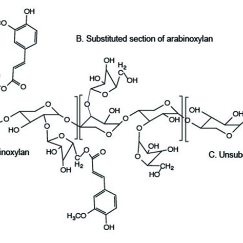 Chemical Molecular Model Of Grass Xylan Molecular Models Of Grass