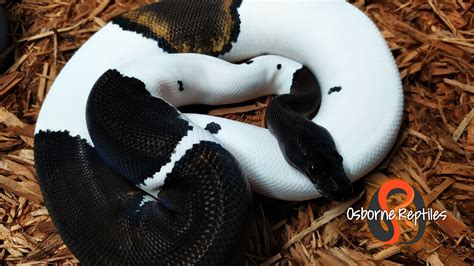 Super Cinnamon Pied Ball Pythons Morphmarket Reptile Community