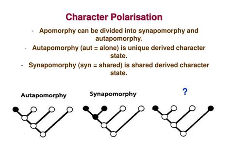 Ppt Phylogenetic Concepts Powerpoint Presentation Free Download Id 1715104