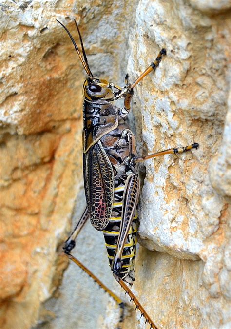Devil Horse Grasshopper At Margaret Kyzer Blog