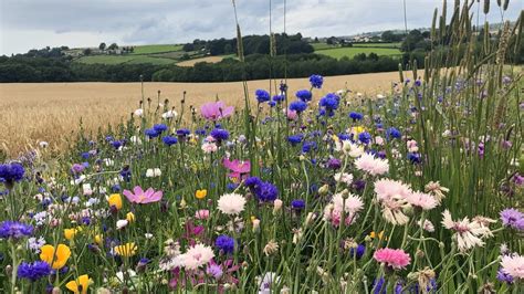 Uks Largest Wildflower Grassland Is Being Planted Cbbc Newsround