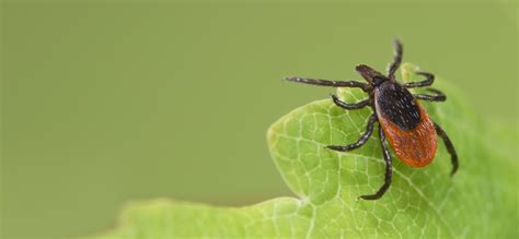 De Teek Natuurmonumenten