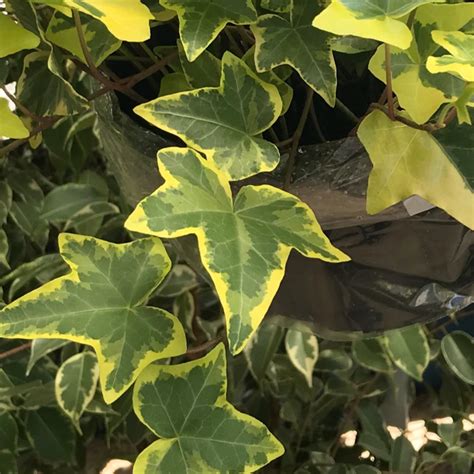 Плющ звичайний (повзучий) Variegata