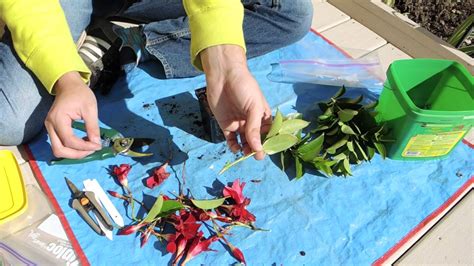 Dipladenia Stem Cuttings Mandevilla Youtube