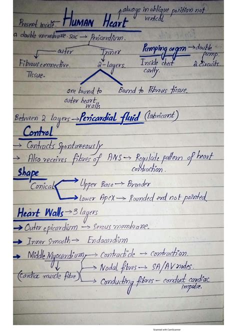 Solution Cardiac Lymphatic System Immunity Studypool