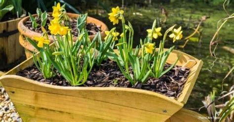 Growing Miniature Daffodils Is It Different