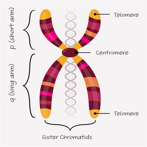 X Chromosome Structure Images Free Download On Freepik