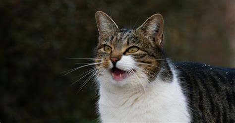 Heimlich Maneuver For Cats What To Do If Your Cat Is Choking Cat And Dogsure