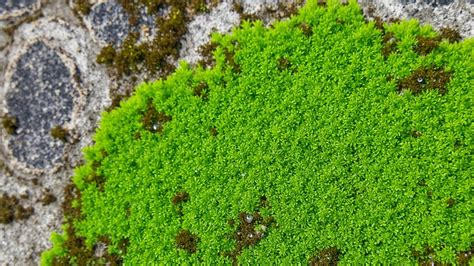 The Secret Life Of Moss—how It Thrives In Unexpected Places