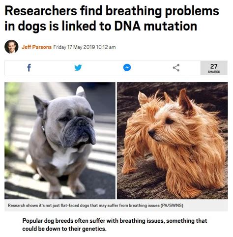 Have We Finally Cracked The Brachy Breed To Breathe Genetic Code