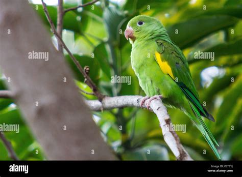CorumbÁ Go 02012016 PÁssaro Maritaca Vista De Pássaro Maritaca