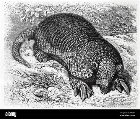 Riesengürteltier Priodon Gigas Giant Armadillo Priodontes Maximus