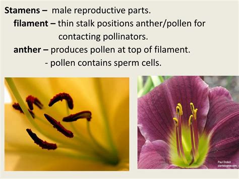 Ppt Angiosperms Vessel Seed •seed Plants That Produce Flowers