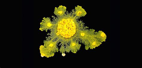 the blob 720 sex organs but no brain oops what s this [1 min read]
