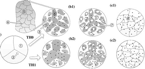 Schematic Illustration Of The Evolution Of The Microstructure With Download Scientific Diagram
