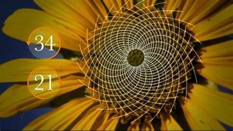 Mathematical Patterns In Nature