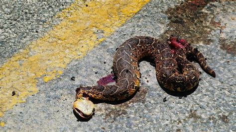 Dead Puff Adder Next To Highway Yellow Line Flies Swarm Roadkill