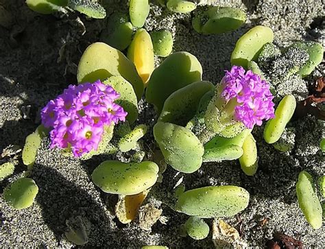 Plantfiles Pictures Abronia Species Beach Pancake Red Sand Verbena