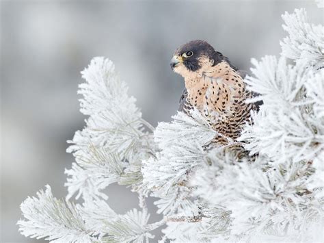 Peregrine Falcon Migration A Complete Guide Bird Fact
