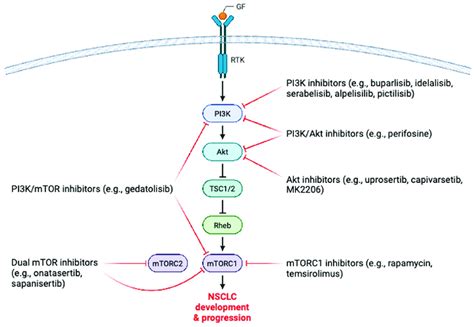 Illustration Of Pharmacological Modulation Of The Mtor Pathway In The