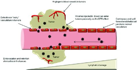 Illustration Of The EPR Effect Reproduced From Frontiers DOI Download Scientific Diagram
