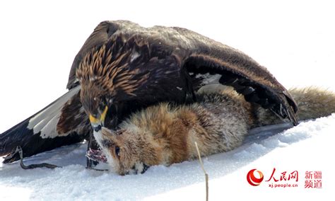 新疆昭苏：金雕雪中捕猎中国网