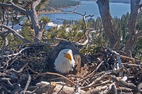 Watch Live Bald Eagle Eggs Expected To Begin Hatching In Big Bear