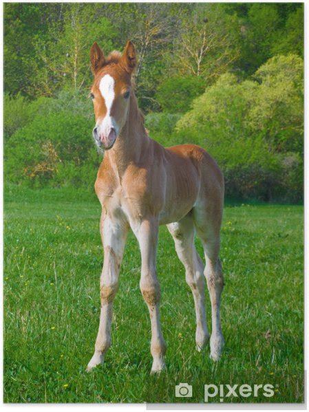 Poster Roaf Pixers Uk