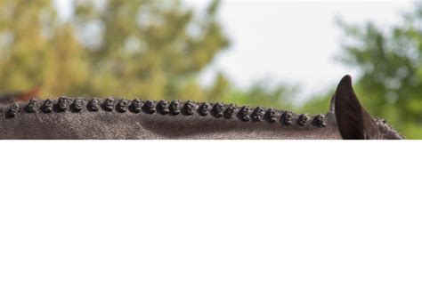 Jessica Springsteen Maclay